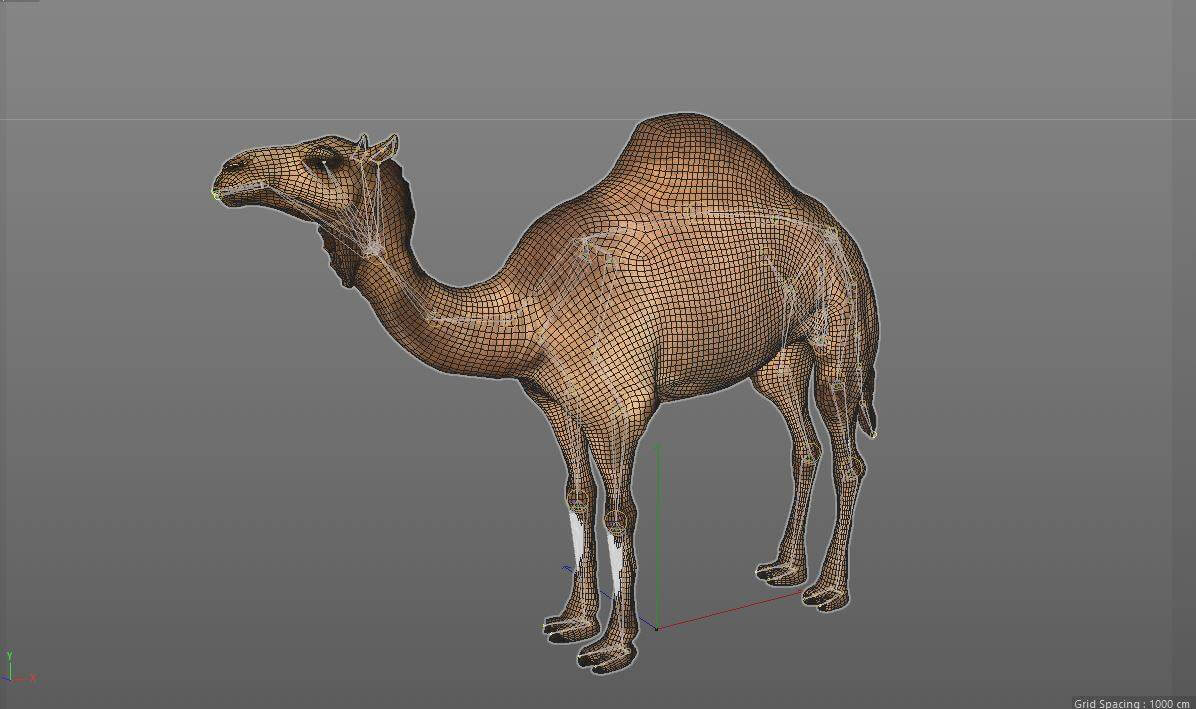 Camel - 3D Model by 3dstudio