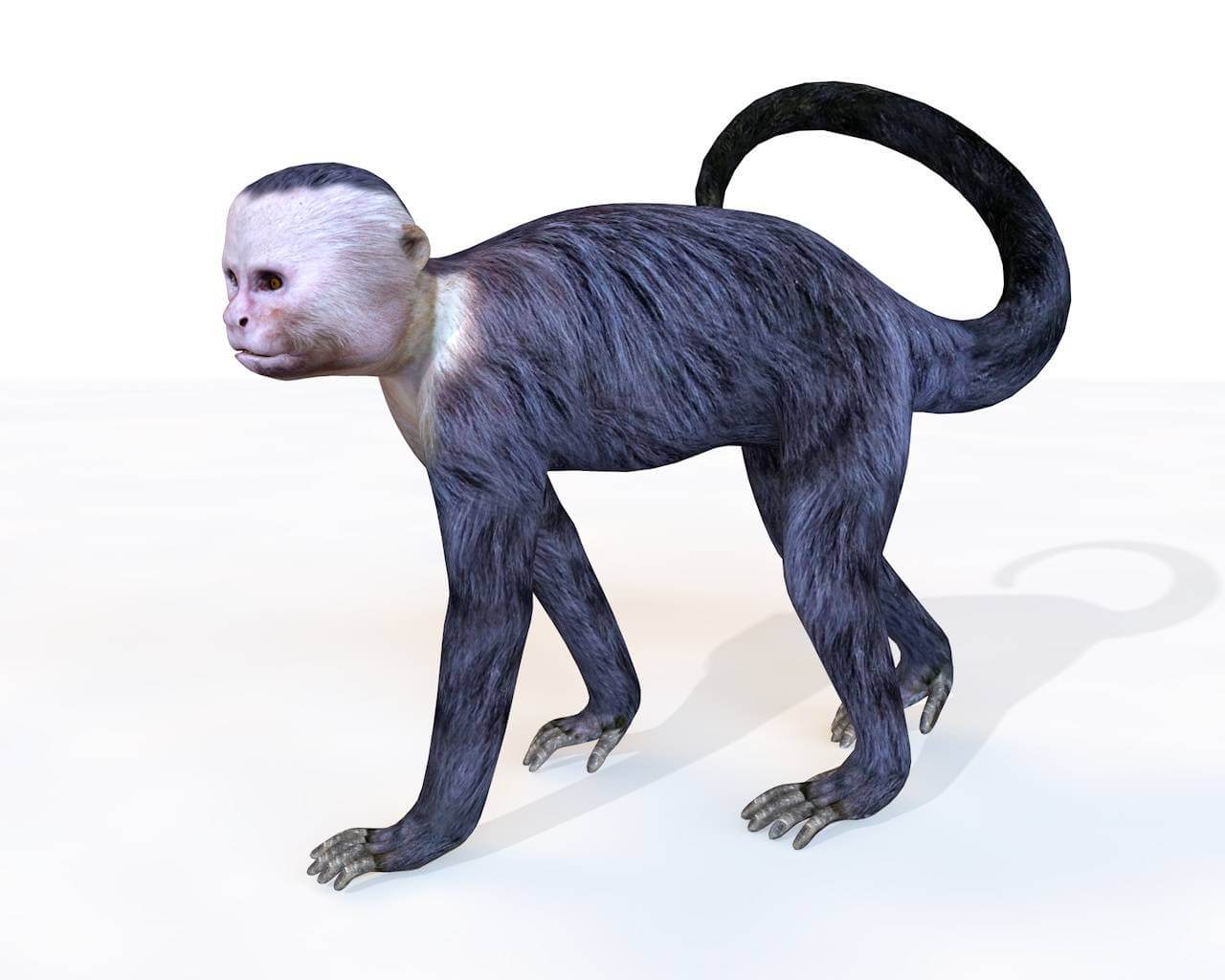 Capuchin Monkey - 3D Model by 3dstudio