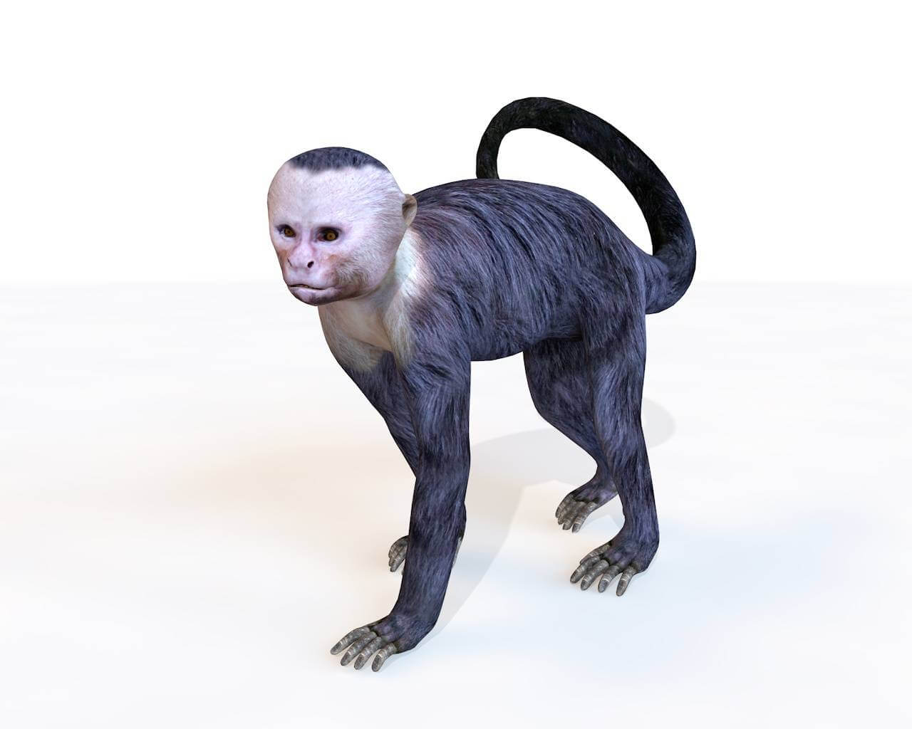 Capuchin Monkey - 3D Model by 3dstudio