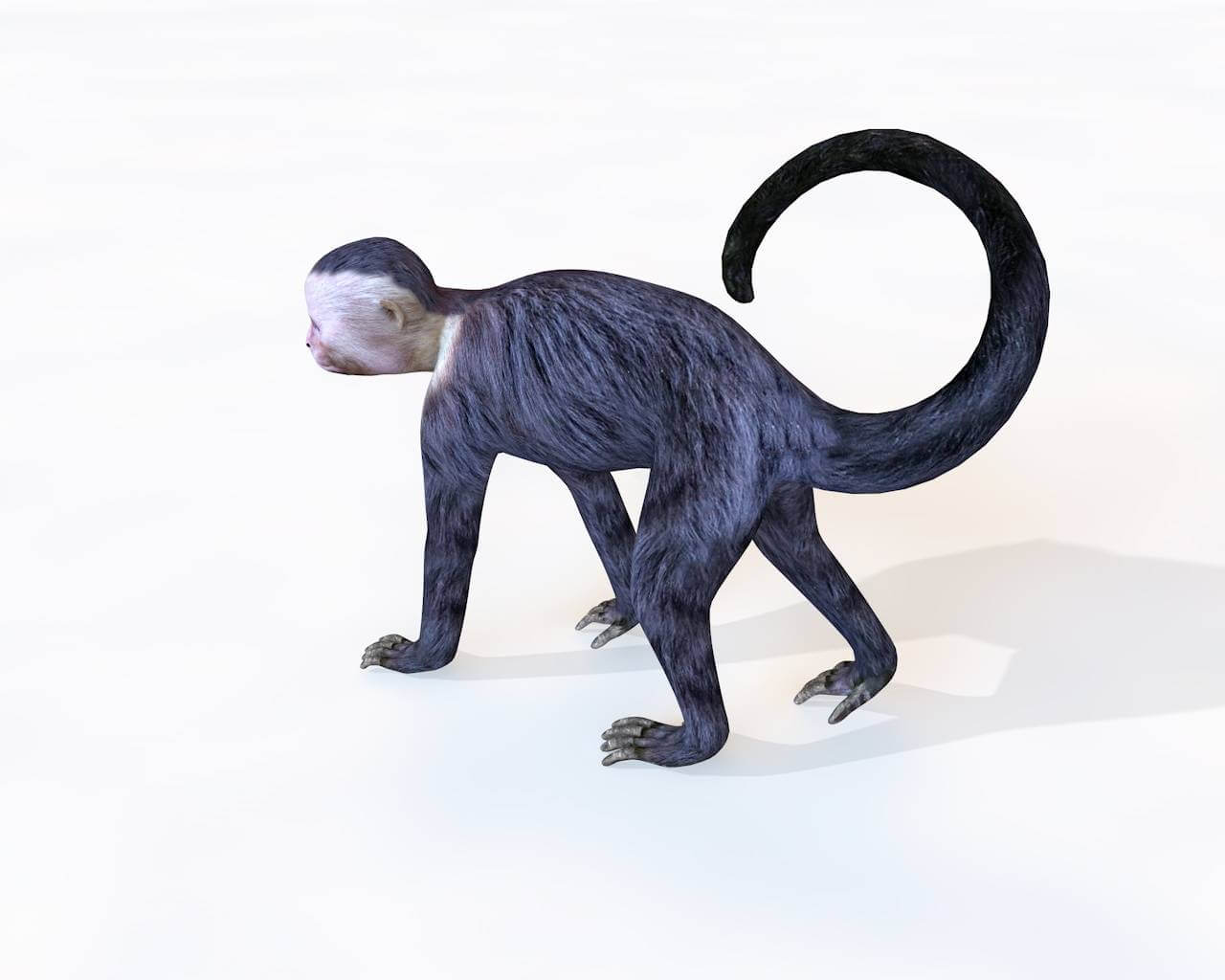 Capuchin Monkey - 3D Model by 3dstudio