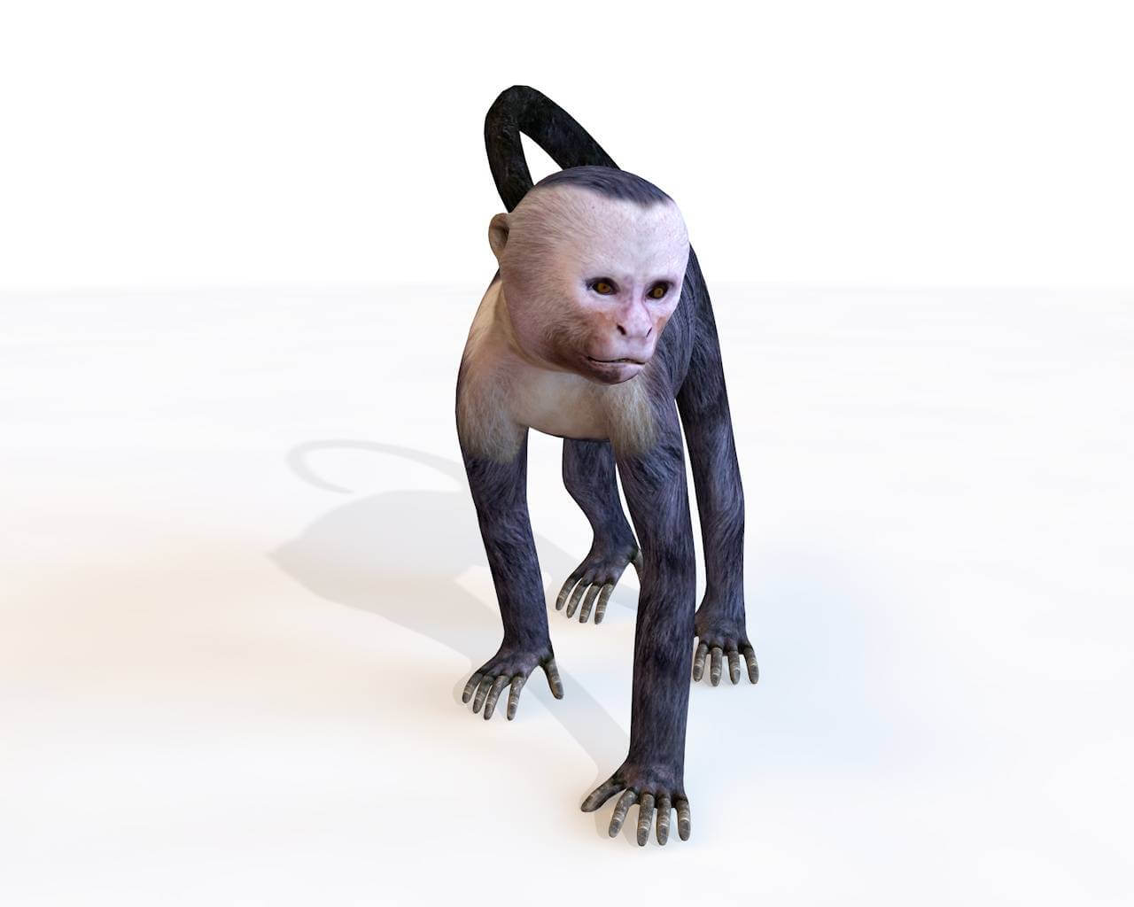 Capuchin Monkey - 3D Model by 3dstudio