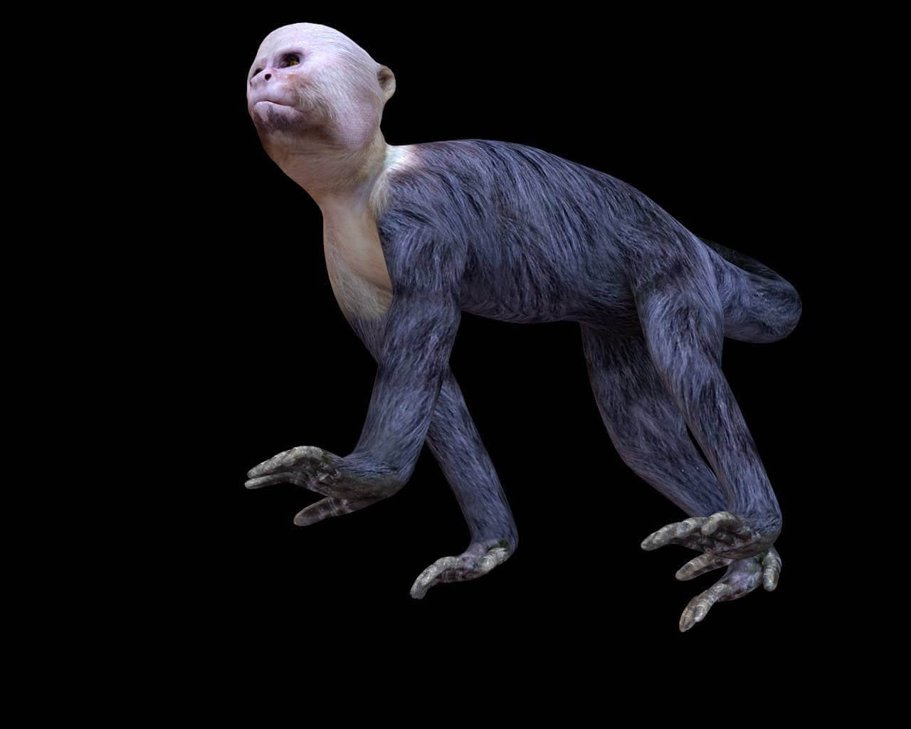 Capuchin Monkey - 3D Model by 3dstudio