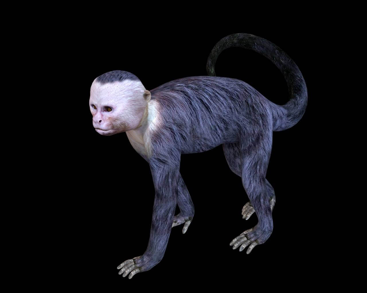 Capuchin Monkey - 3D Model by 3dstudio
