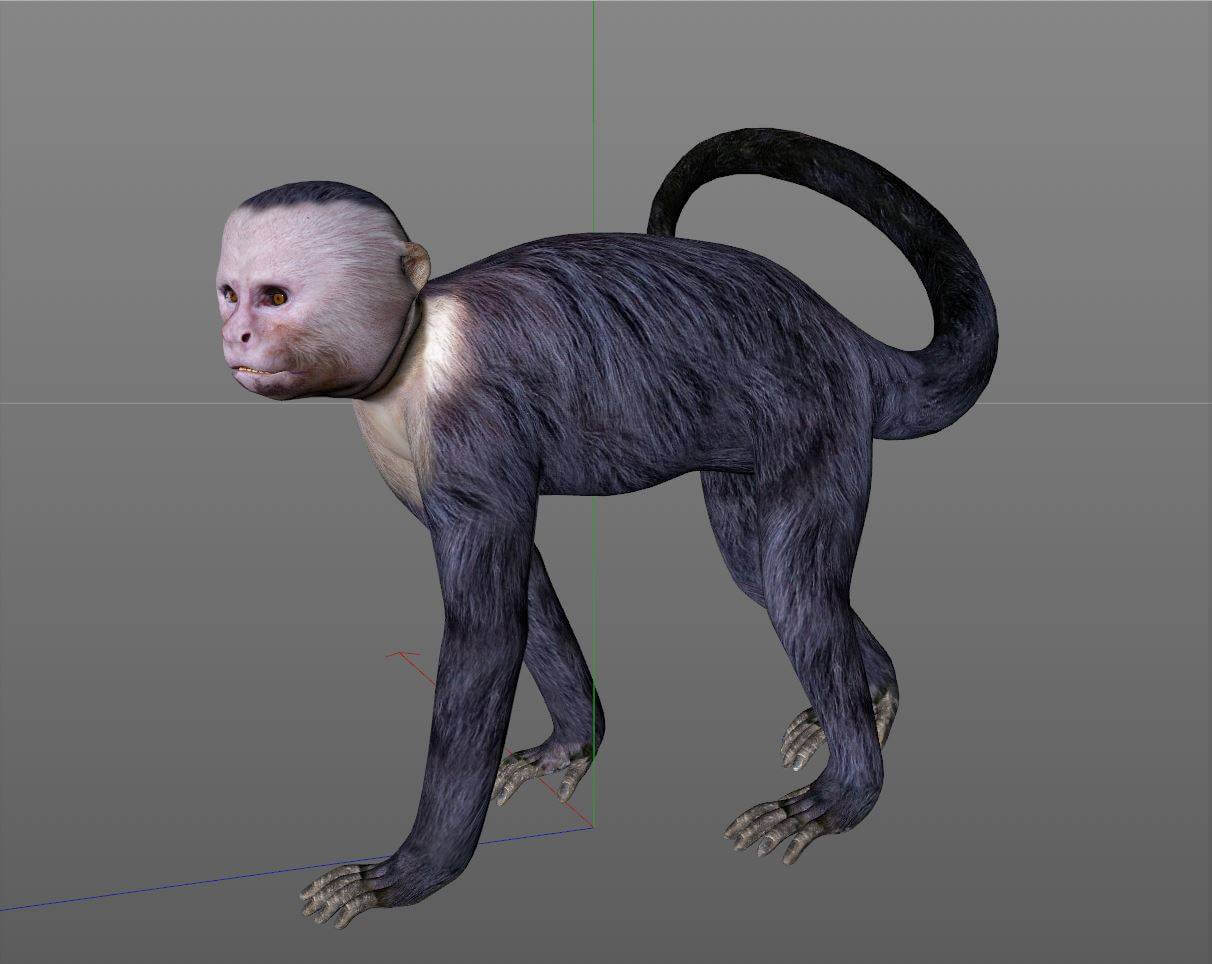 Capuchin Monkey - 3D Model by 3dstudio