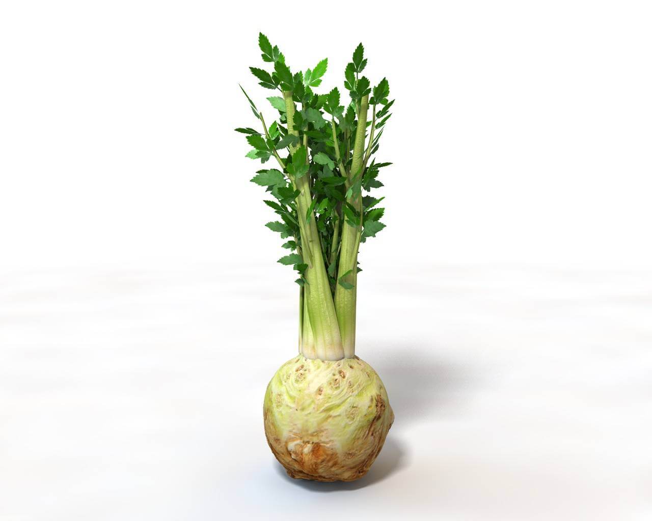 Celery - 3D Model by 3dstudio