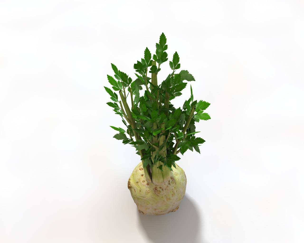 Celery - 3D Model by 3dstudio