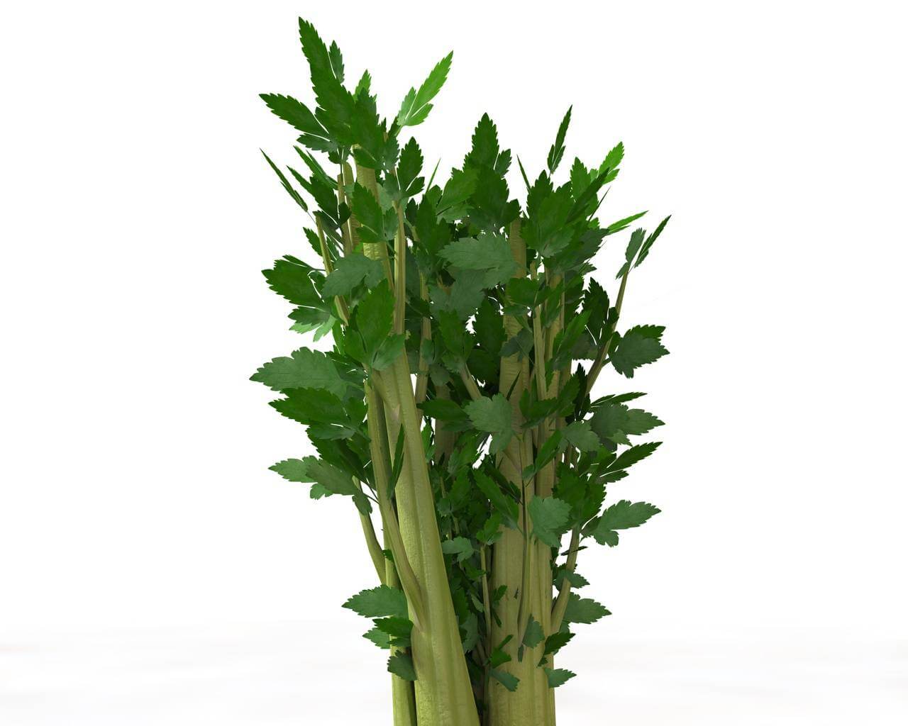 Celery - 3D Model by 3dstudio