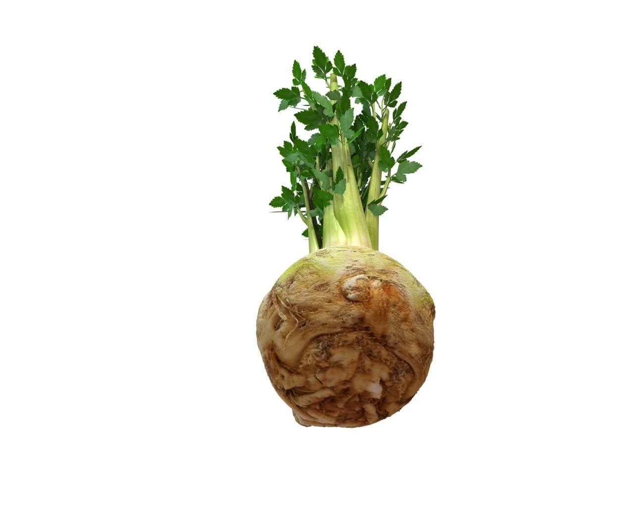 Celery - 3D Model by 3dstudio