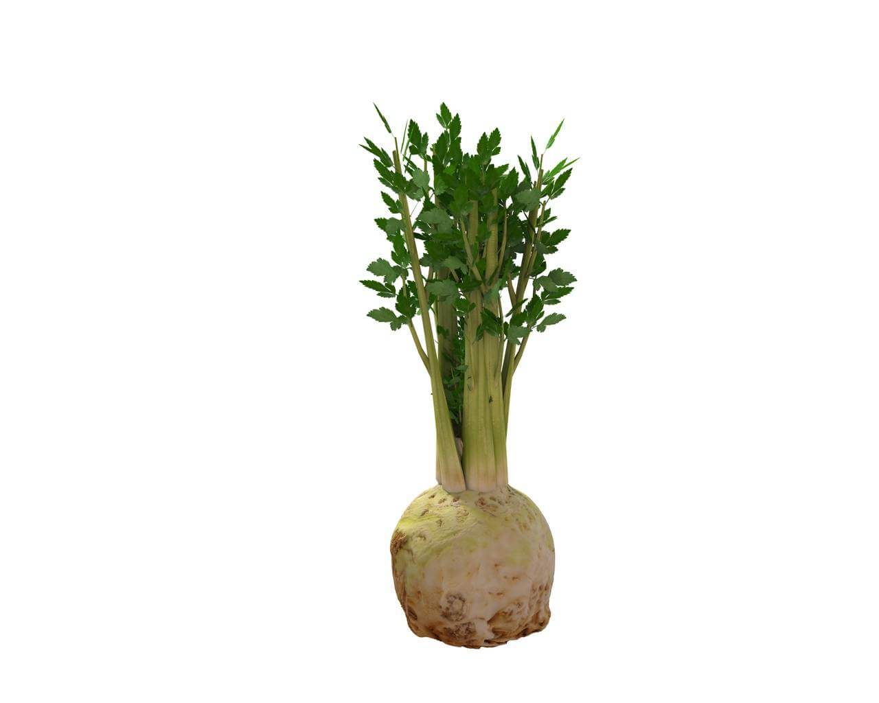 Celery - 3D Model by 3dstudio