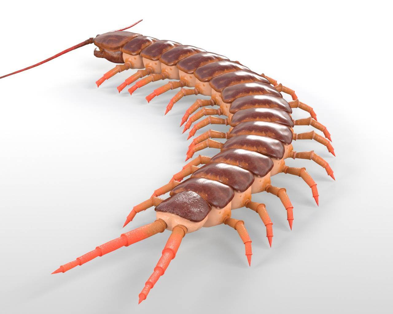 Centipede - 3D Model by 3dstudio