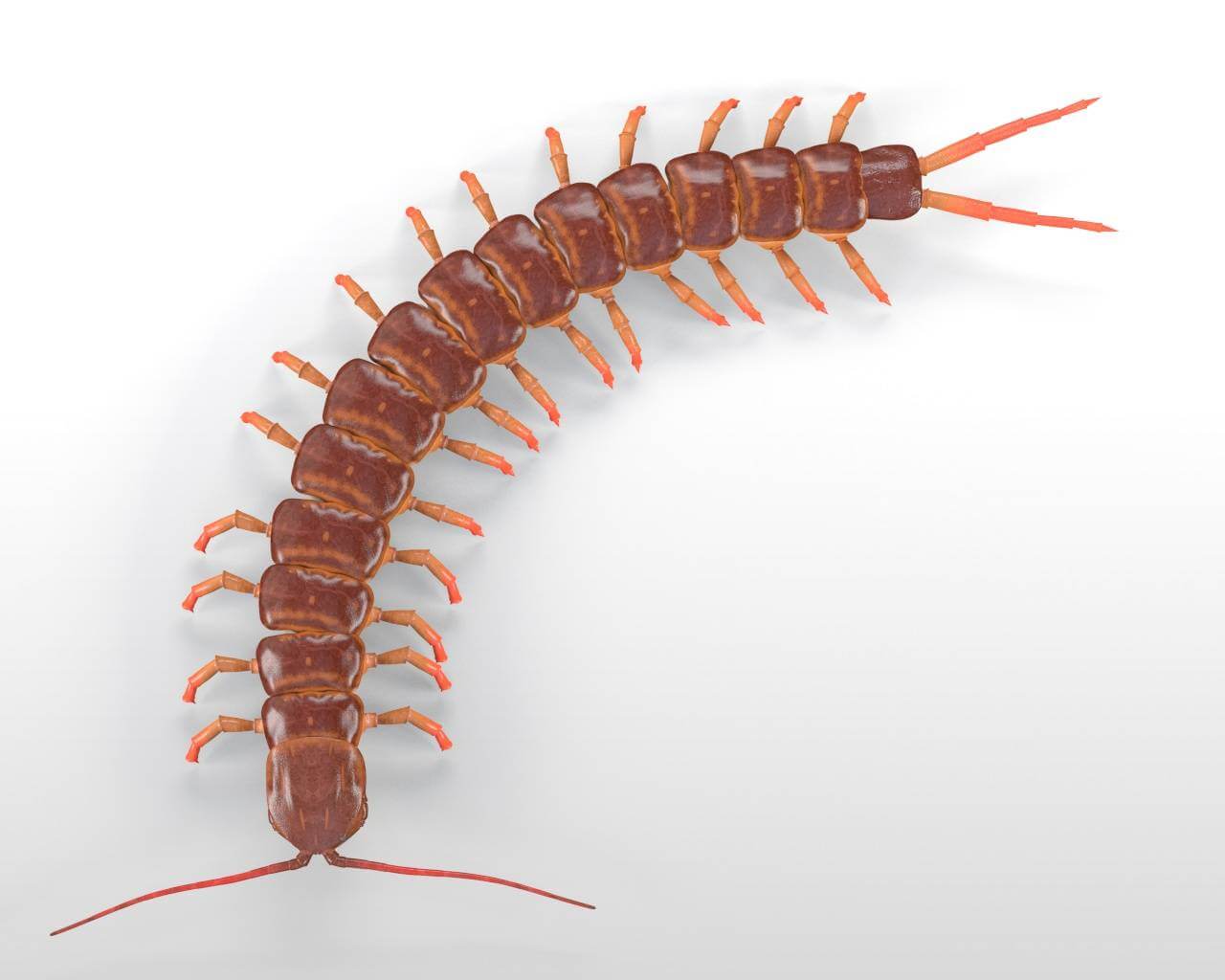 Centipede - 3D Model by 3dstudio