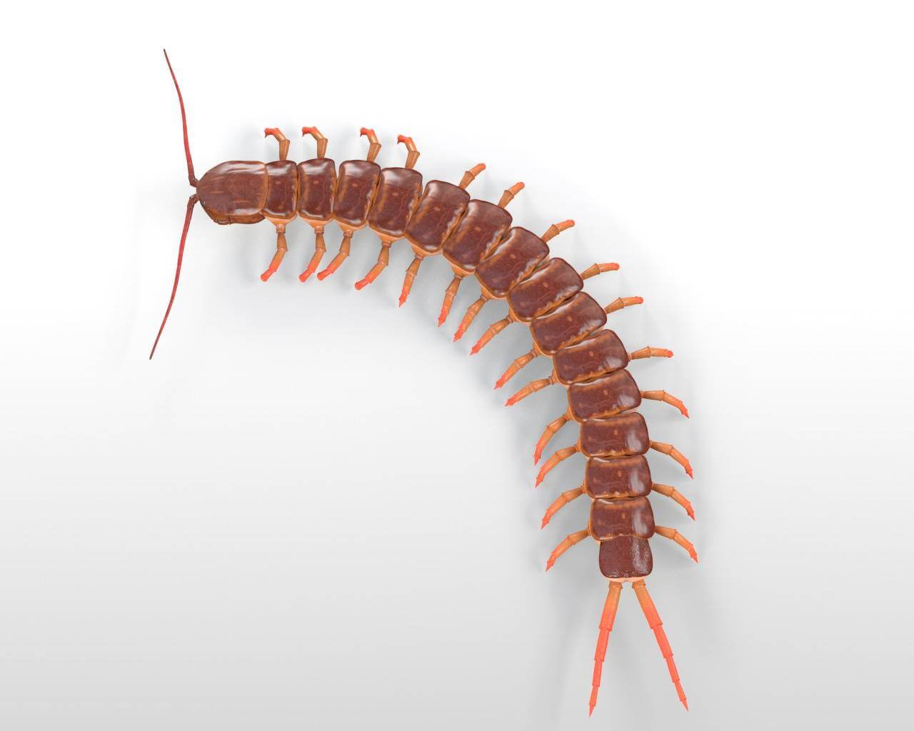 Centipede - 3D Model by 3dstudio