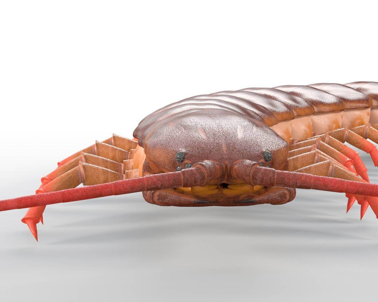 Centipede - 3D Model by 3dstudio