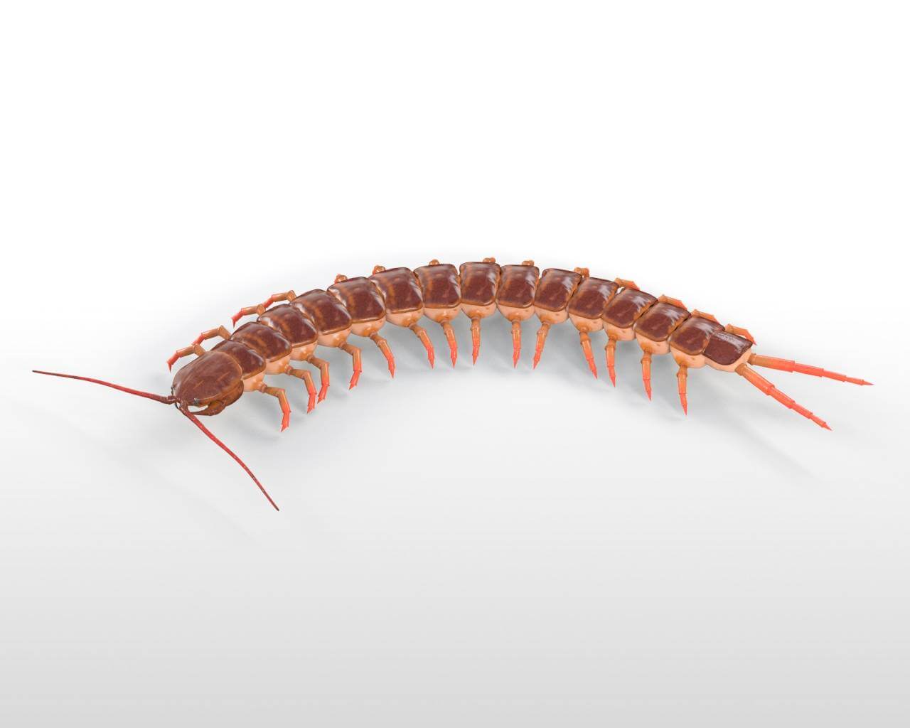 Centipede - 3D Model by 3dstudio