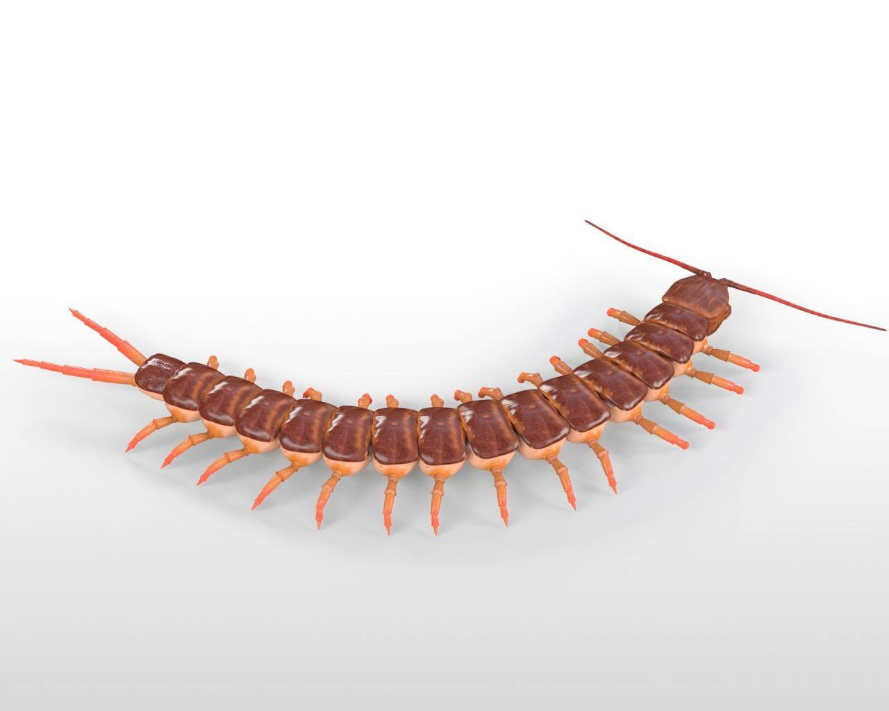 Centipede - 3D Model by 3dstudio