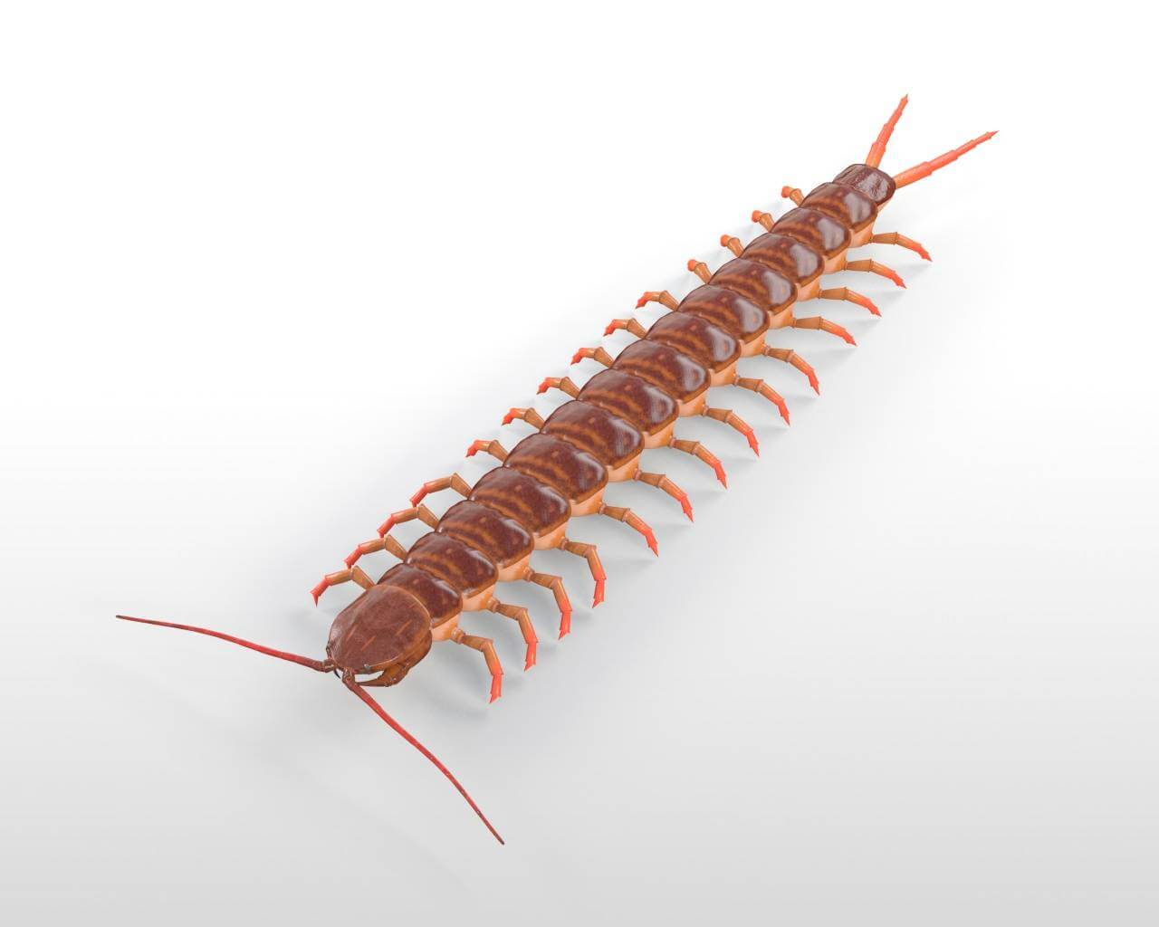 Centipede - 3D Model by 3dstudio