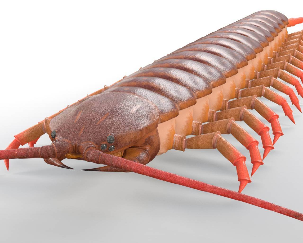 Centipede - 3D Model by 3dstudio