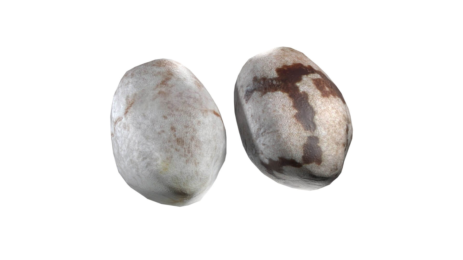Chia Seed 3D Model by 3dstudio