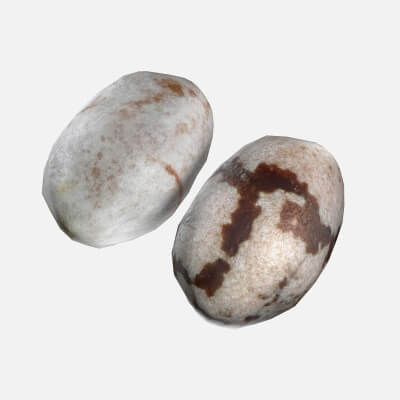 Chia Seed 3D Model by 3dstudio