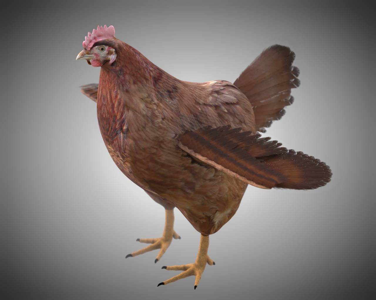 Chicken - 3D Model by 3dstudio