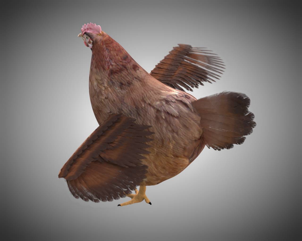 Chicken - 3D Model by 3dstudio