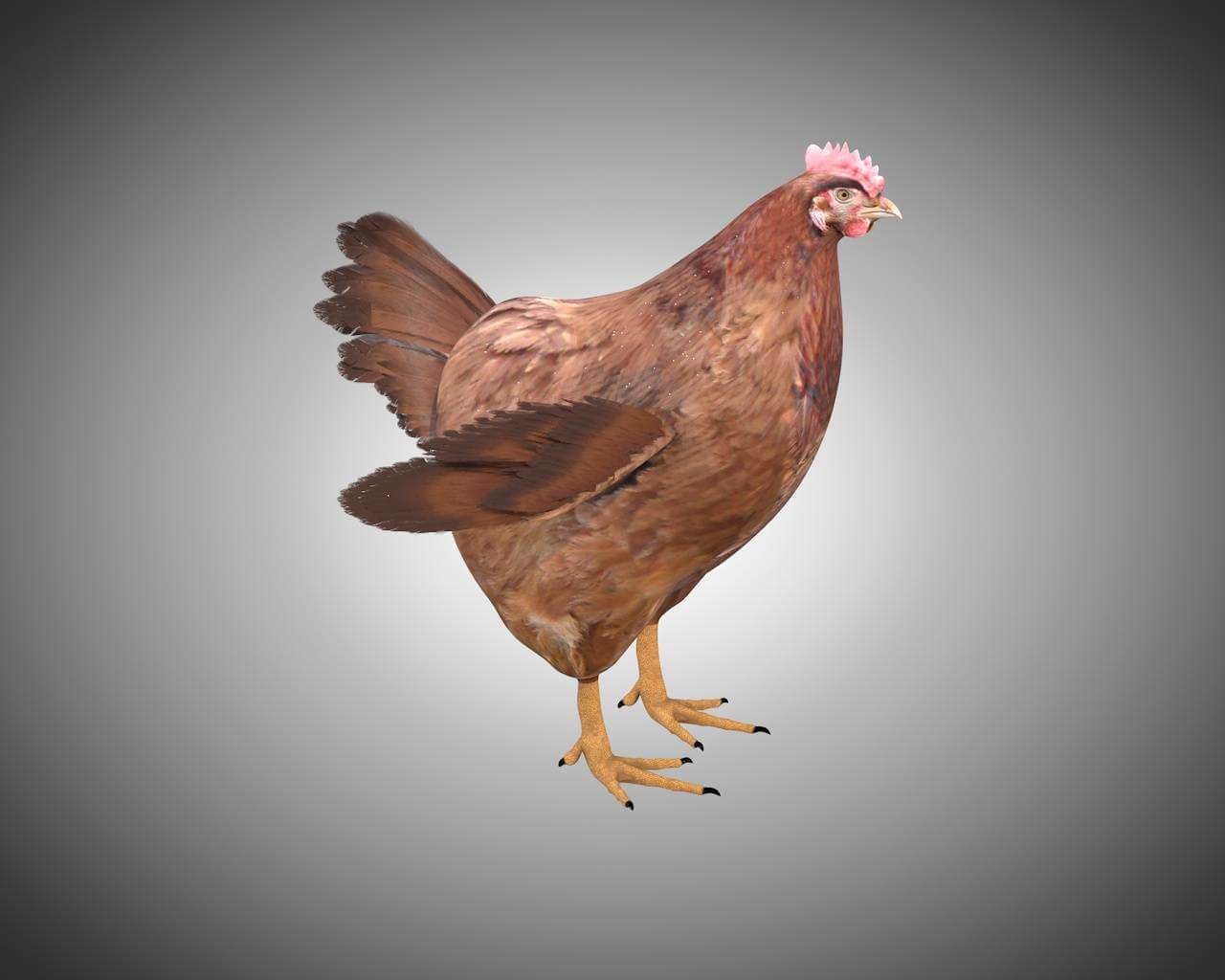 Chicken - 3D Model by 3dstudio