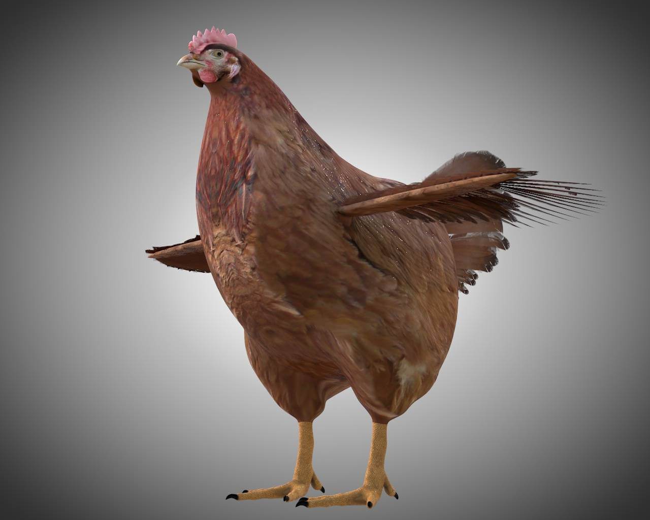 Chicken 3d Model By 3dstudio