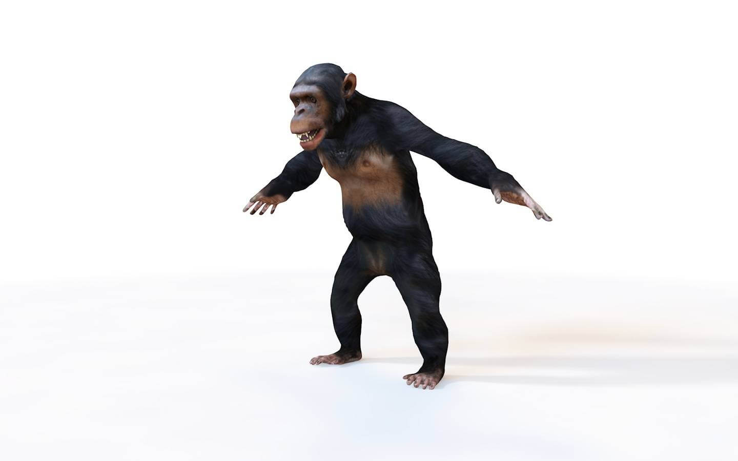 Chimpanzee V1 - 3D Model by 3dstudio