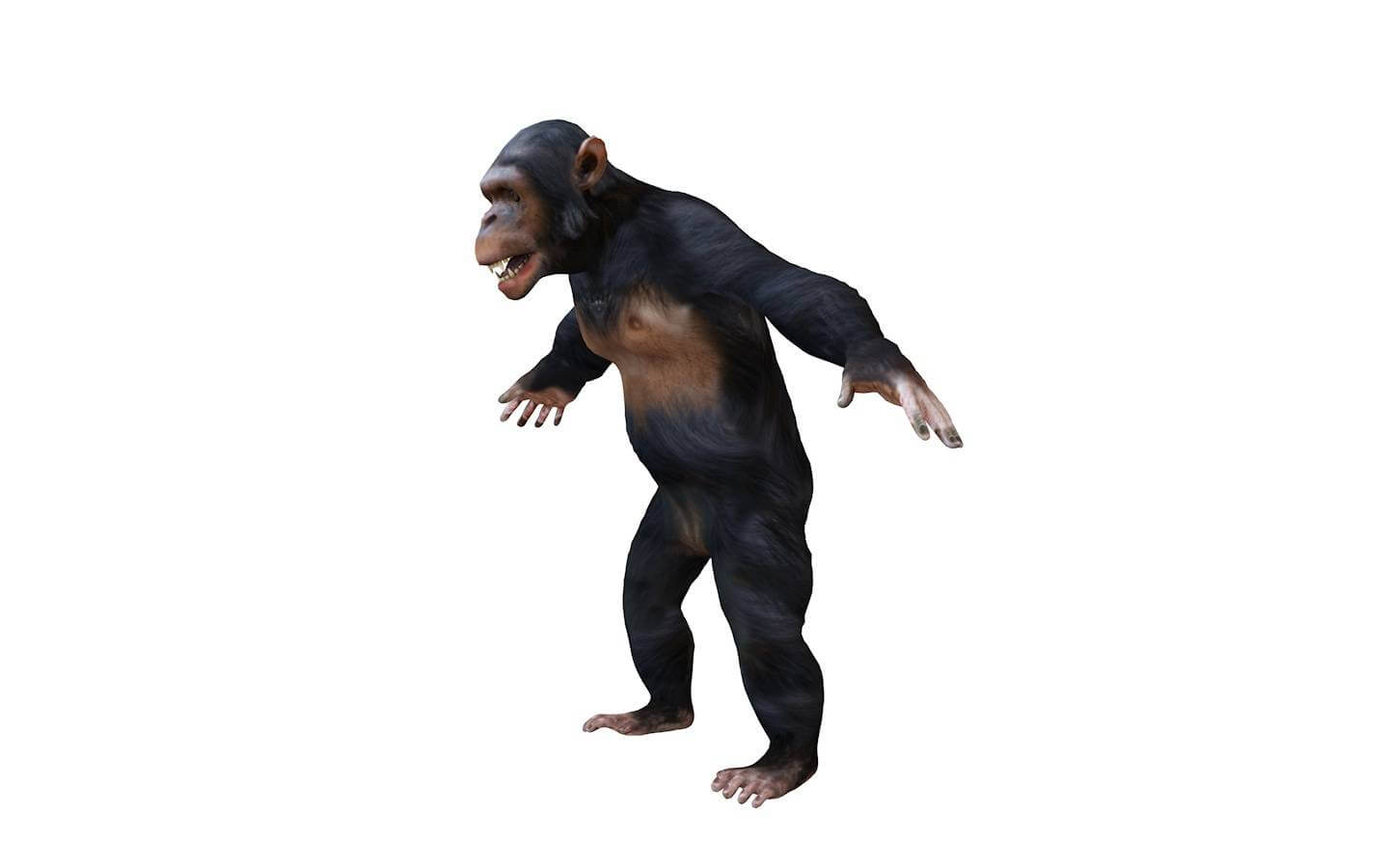 Chimpanzee V1 - 3D Model by 3dstudio