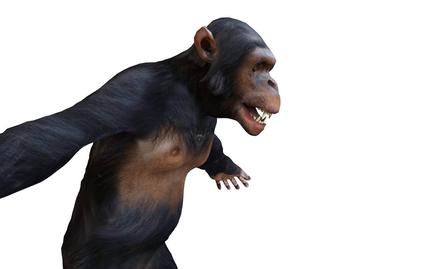 Chimpanzee V1 - 3D Model by 3dstudio