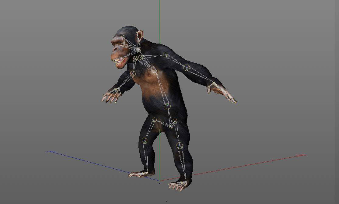 Chimpanzee V1 - 3D Model by 3dstudio