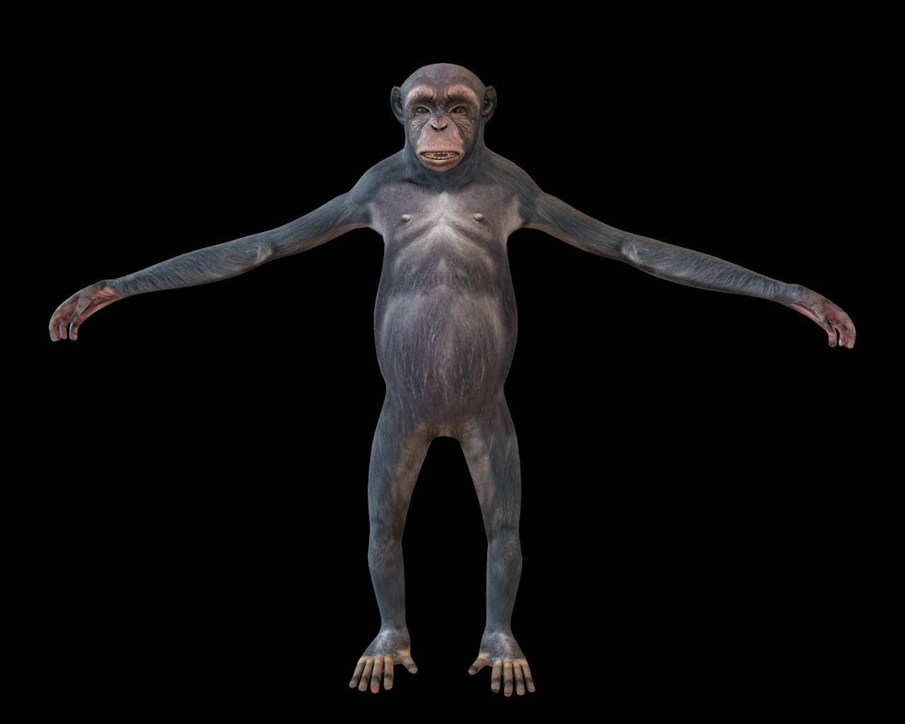 Chimpanzee V2 - 3D Model by 3dstudio