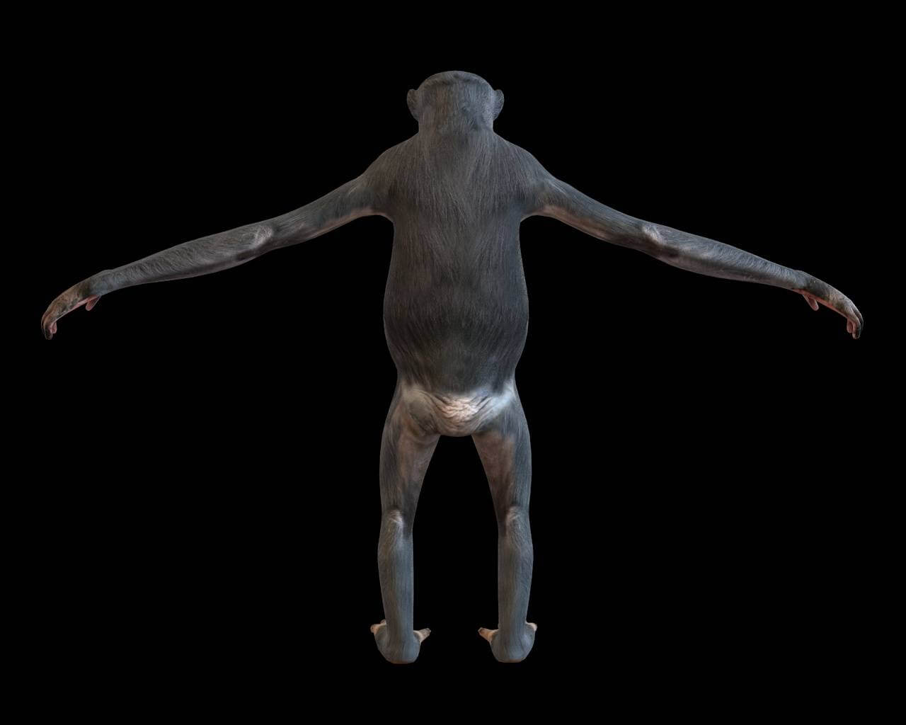 Chimpanzee V2 - 3D Model by 3dstudio