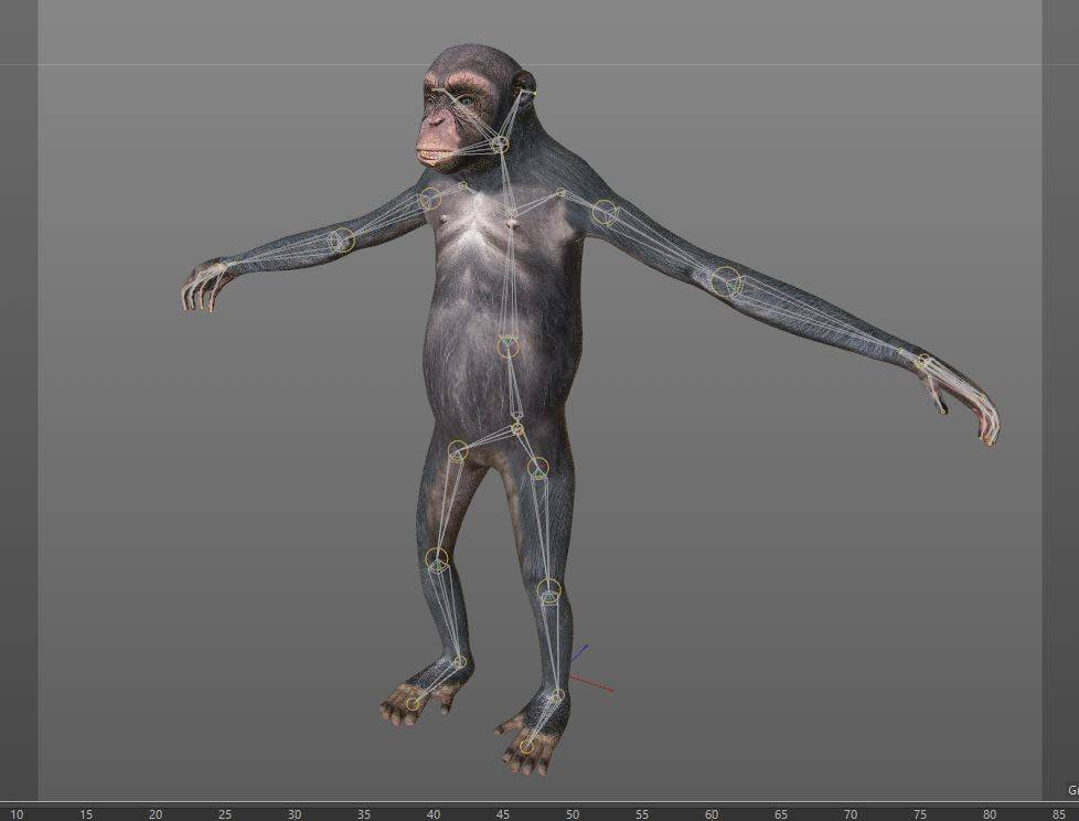 Chimpanzee V2 - 3D Model by 3dstudio