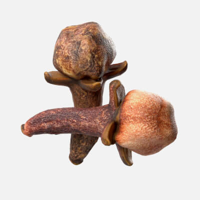 Cloves 3D Model by 3dstudio