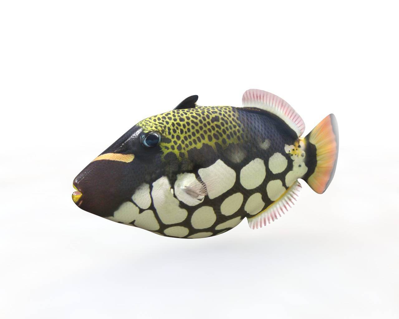 Clown Triggerfish - 3D Model by 3dstudio