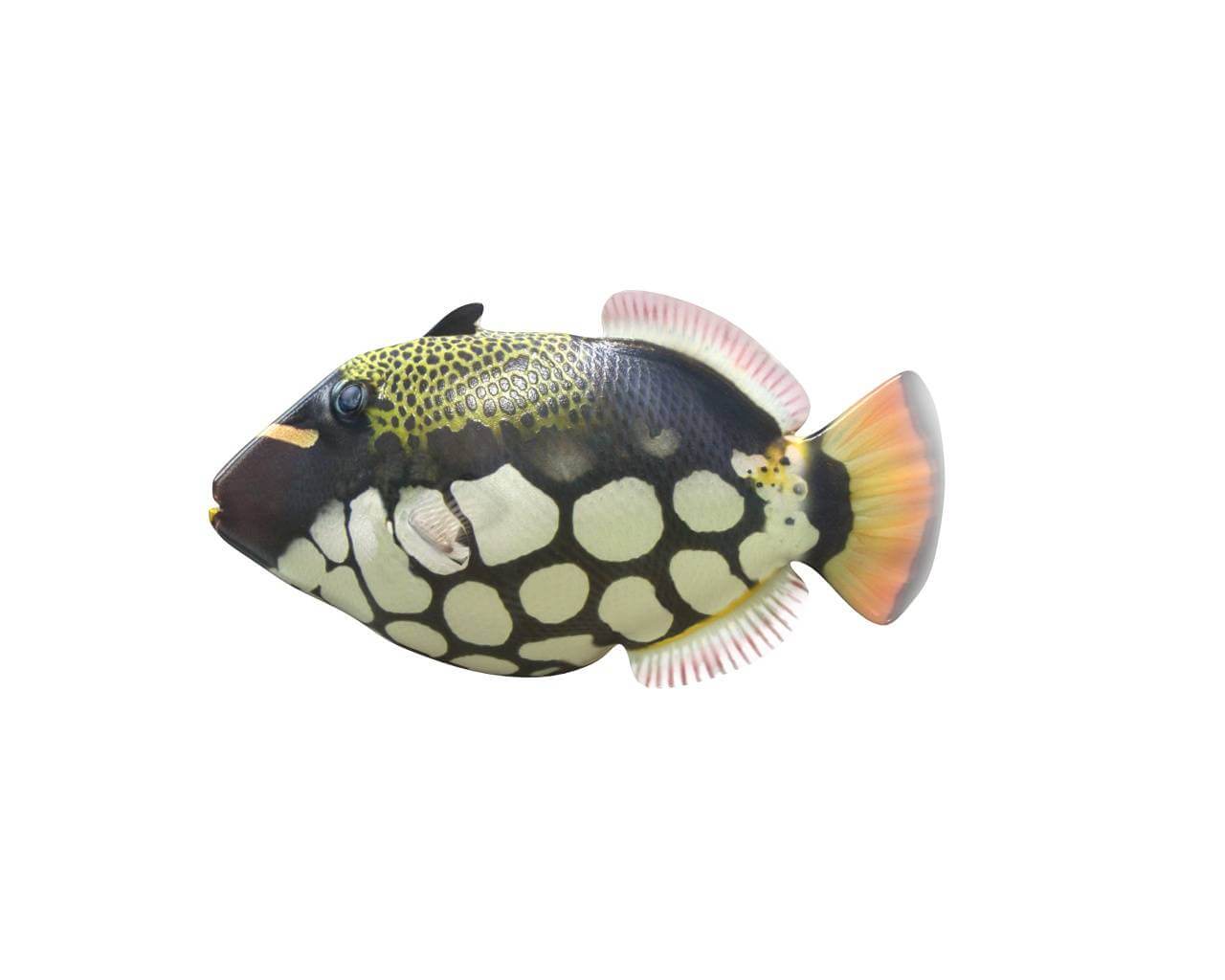 Clown Triggerfish - 3D Model by 3dstudio