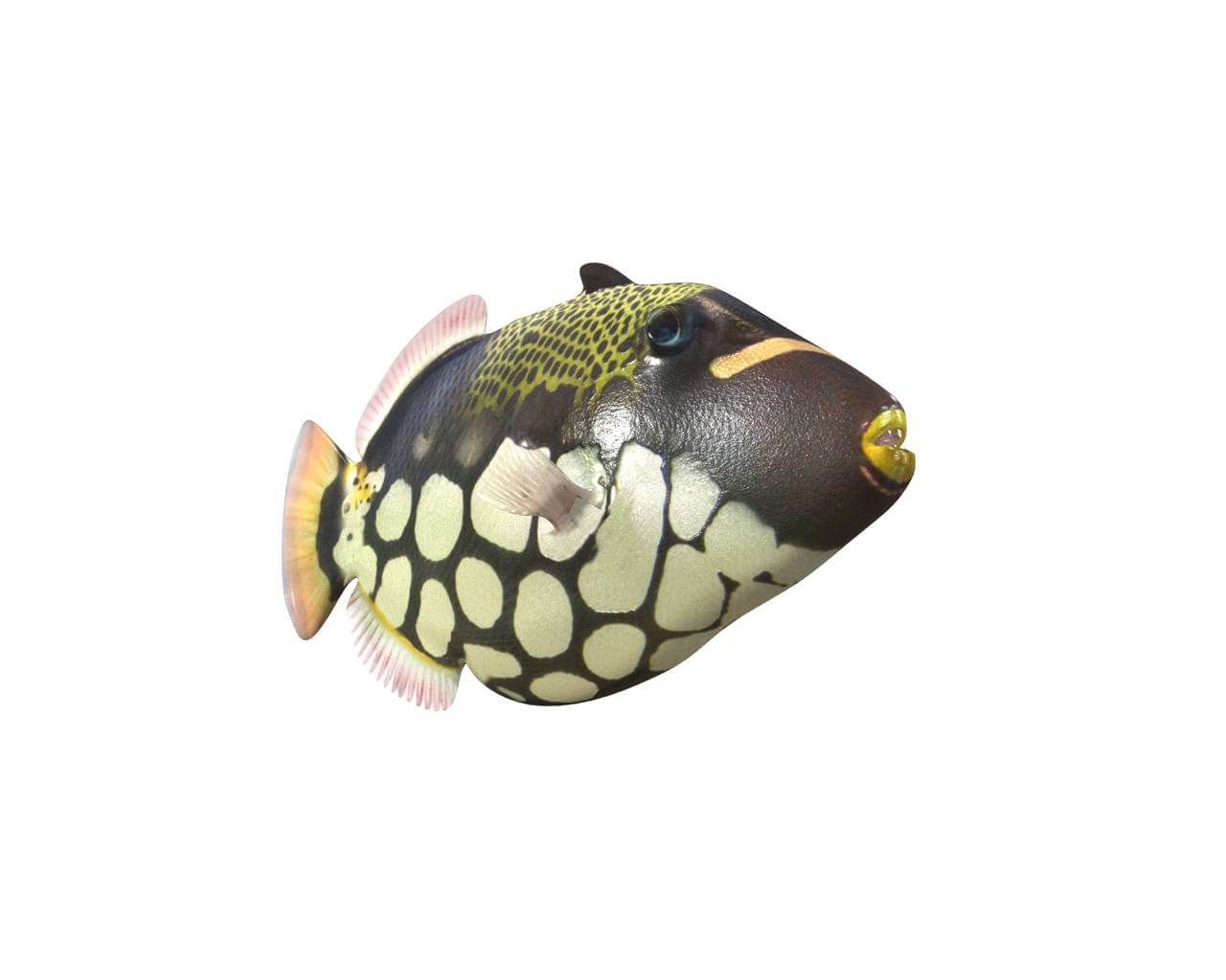 Clown Triggerfish - 3D Model by 3dstudio
