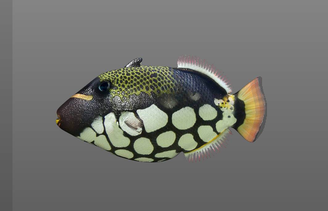 Clown Triggerfish - 3D Model by 3dstudio