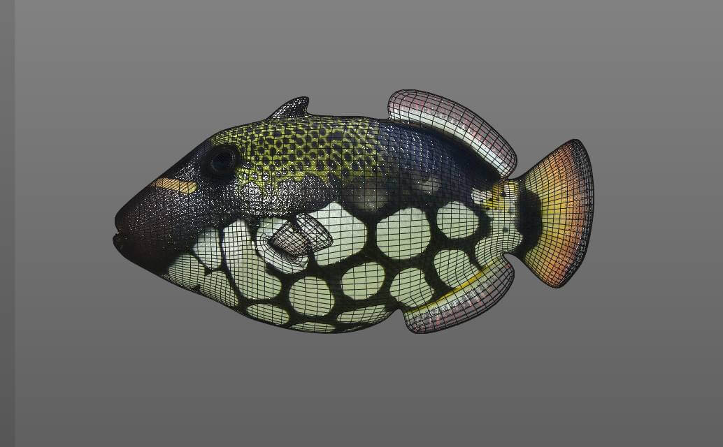 Clown Triggerfish - 3D Model by 3dstudio
