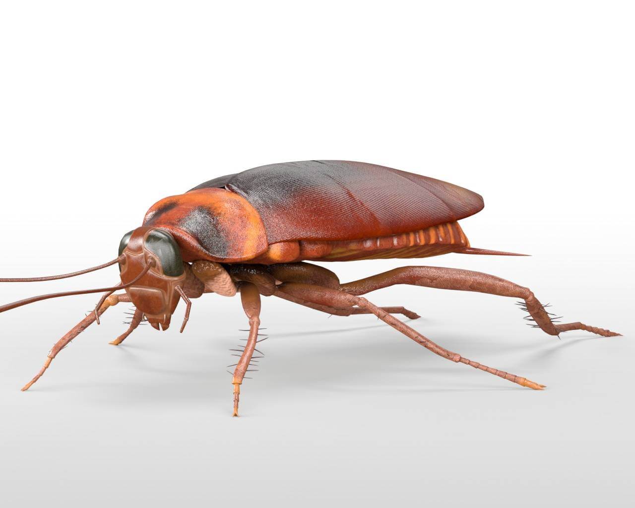 Cockroach - 3D Model by 3dstudio