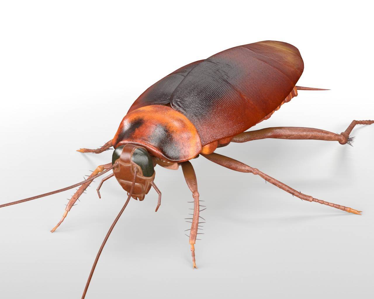 Cockroach - 3D Model by 3dstudio