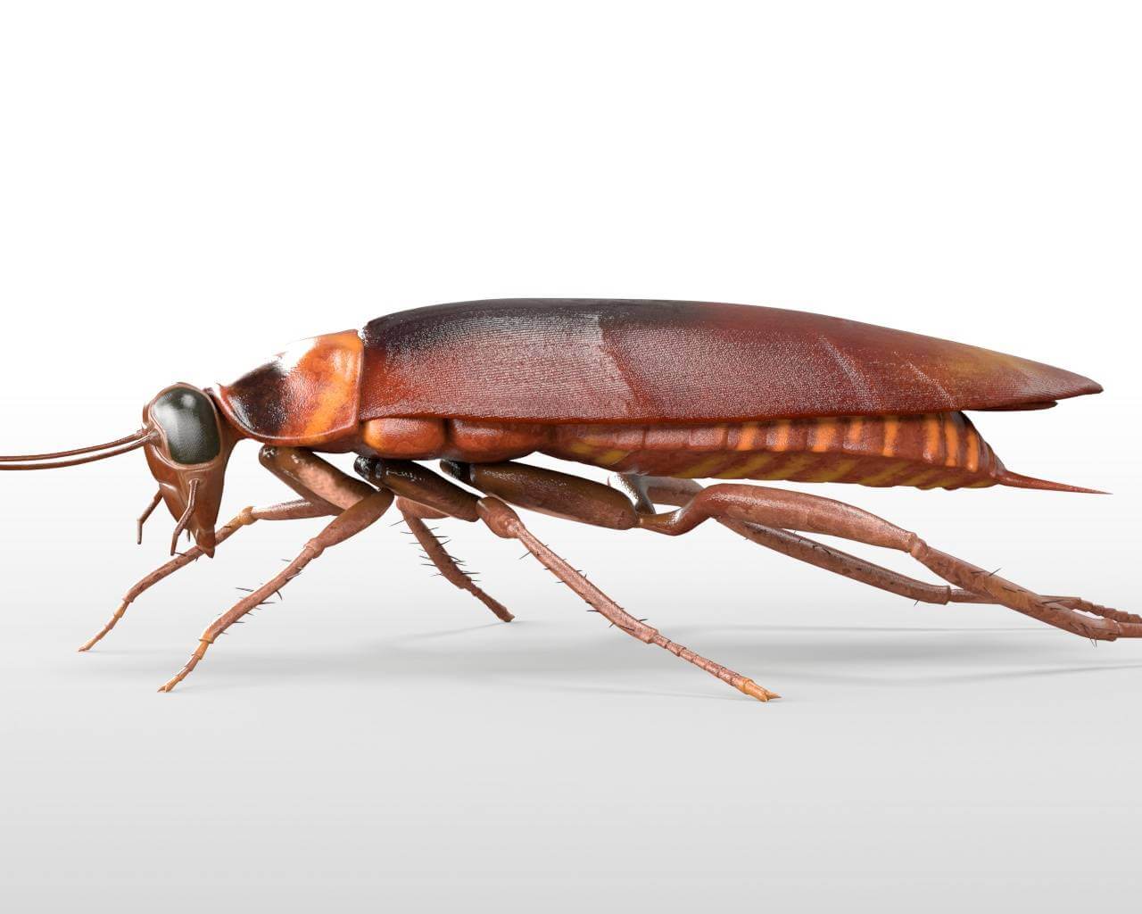 Cockroach - 3D Model by 3dstudio