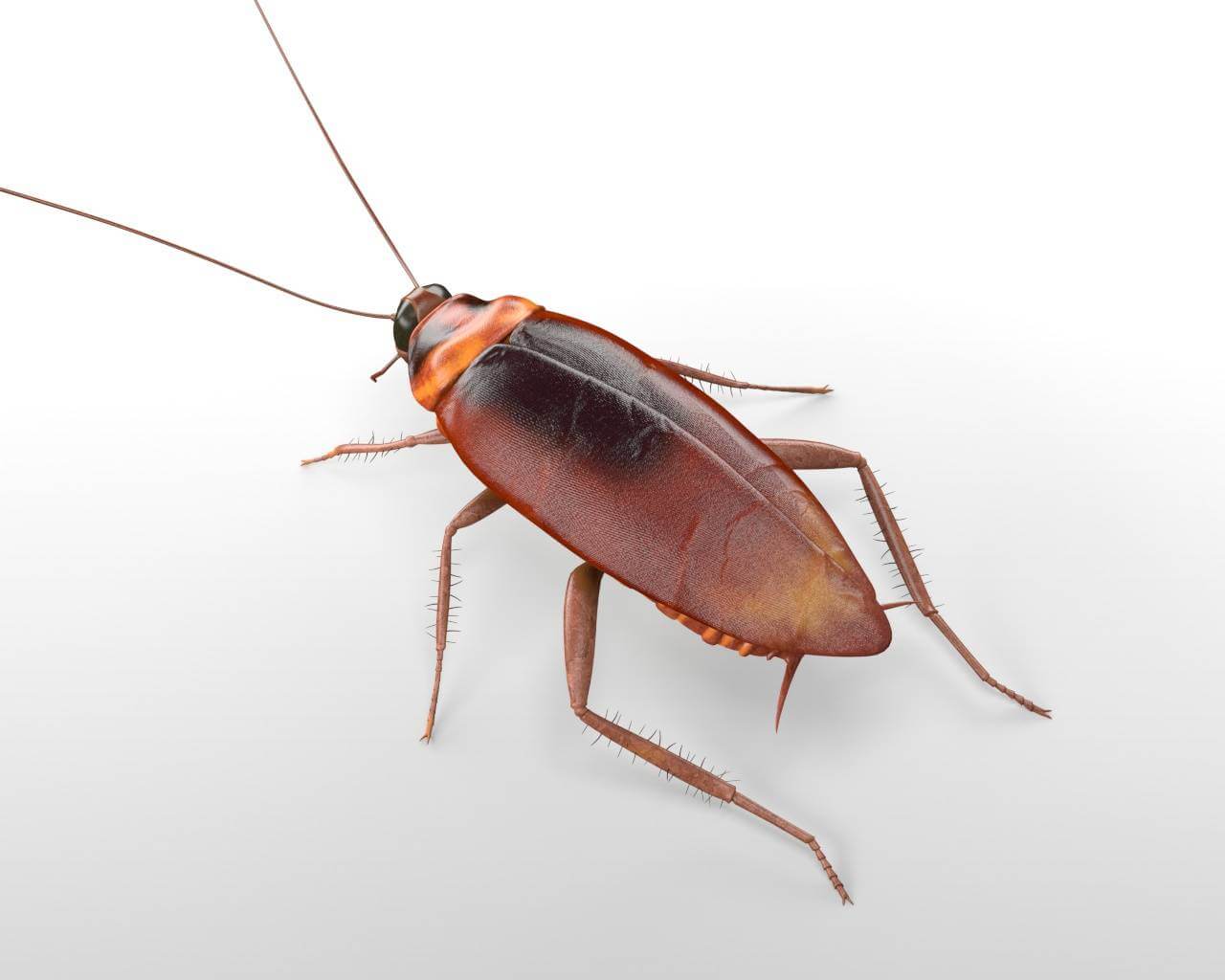 Cockroach - 3D Model by 3dstudio
