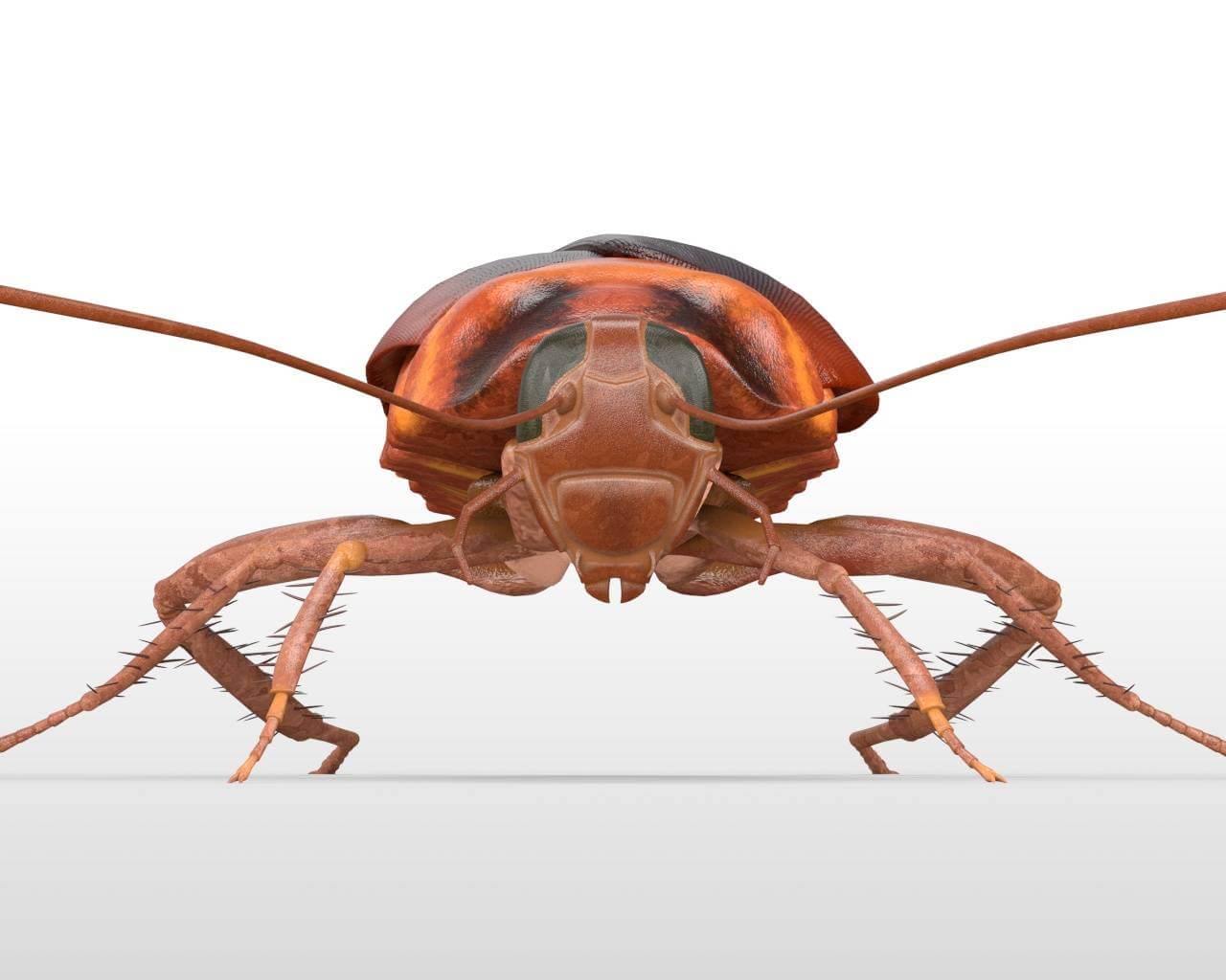 Cockroach - 3D Model by 3dstudio