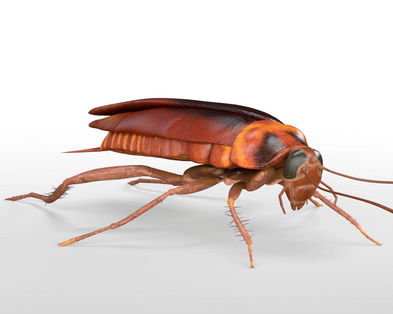 Cockroach - 3D Model by 3dstudio