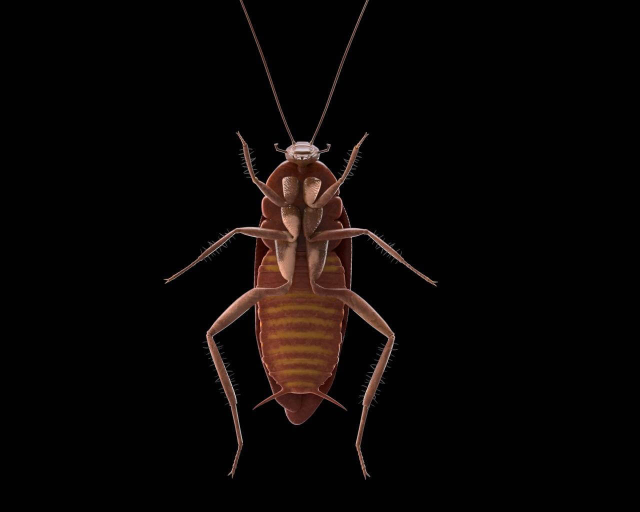 Cockroach - 3D Model by 3dstudio