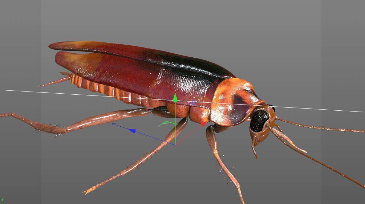 Cockroach - 3D Model by 3dstudio