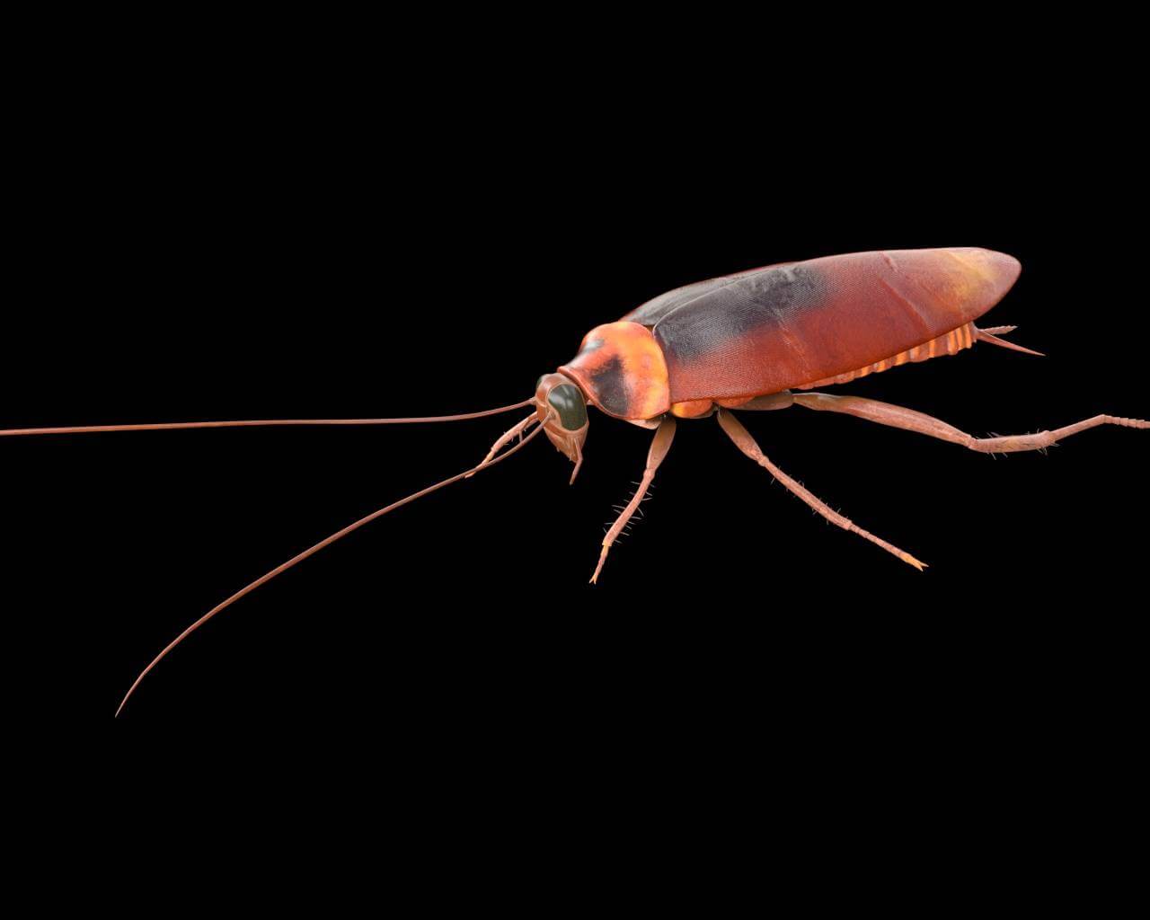 Cockroach - 3D Model by 3dstudio