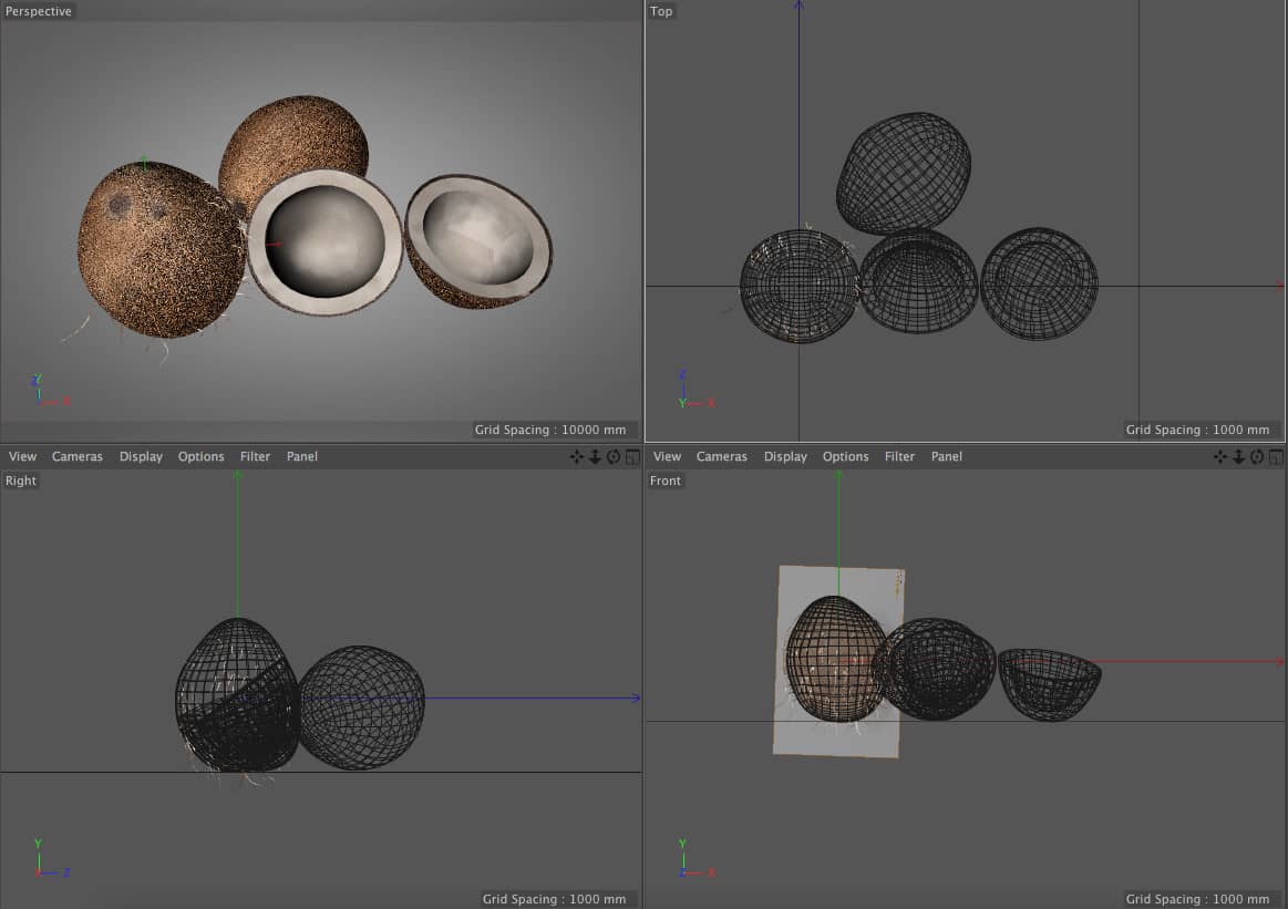 Coconut - 3D Model by 3dstudio